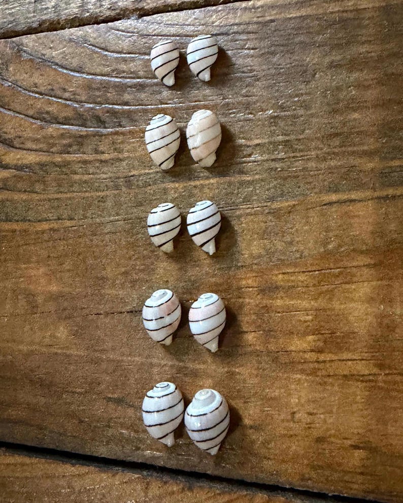 Hawaii Bubble Shell Pairs | Swollen Bubble Shells - Set of 2 | Hawaii ...