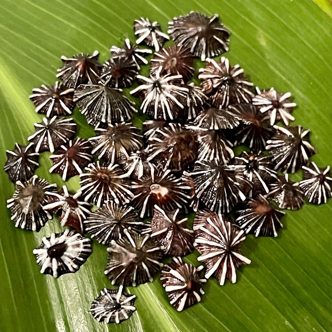 JQ Hawaii Opihi Black/white 13 Mm - 15 Mm | Star Shaped Mini Opihi Lot ...
