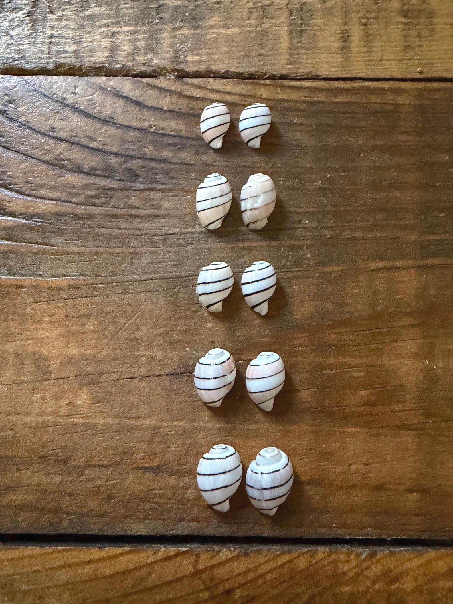 Hawaii Bubble Shell Pairs | Swollen Bubble Shells - Set of 2 | Hawaii ...