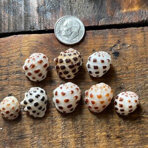 Hawaii Drupe Shell Mix 12 - 15 Mm | White Drupe Shells Lot #216a - 216b ...