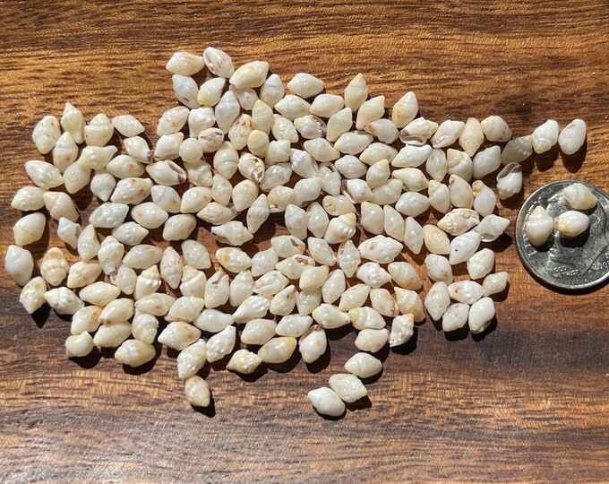 Niihau Momi Shells, Vintage Niihau Shell Supply, Hawaii Micro Shells ...