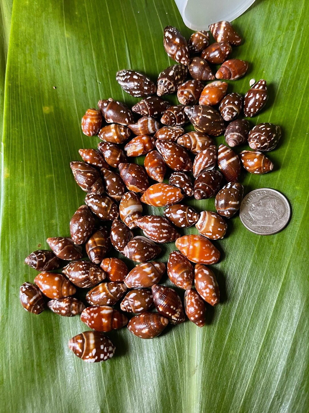 Hawaiian Lettered Miter Shells 2 Film Canisters Hard to Come by Size ...