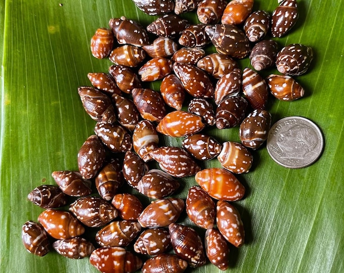 Hawaiian Lettered Miter Shells - Hard to Come by Size Range! - Etsy