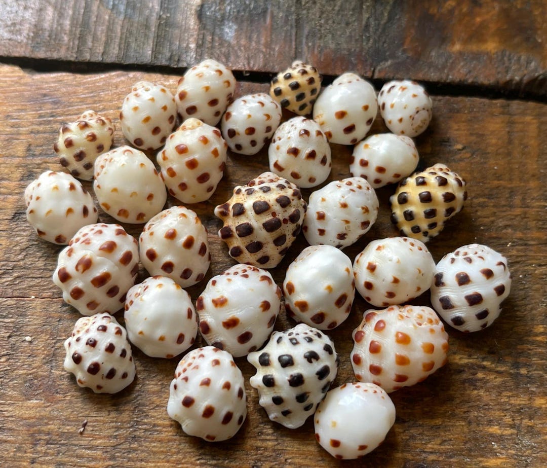 Hawaii Drupe Shell Mix 12 - 15 Mm | White Drupe Shells Lot #216a - 216b ...