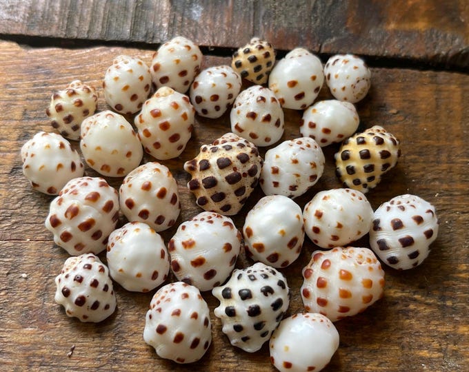 Hawaii Drupe Shell Mix 12 - 15 Mm | White Drupe Shells Lot #216a - 216b ...