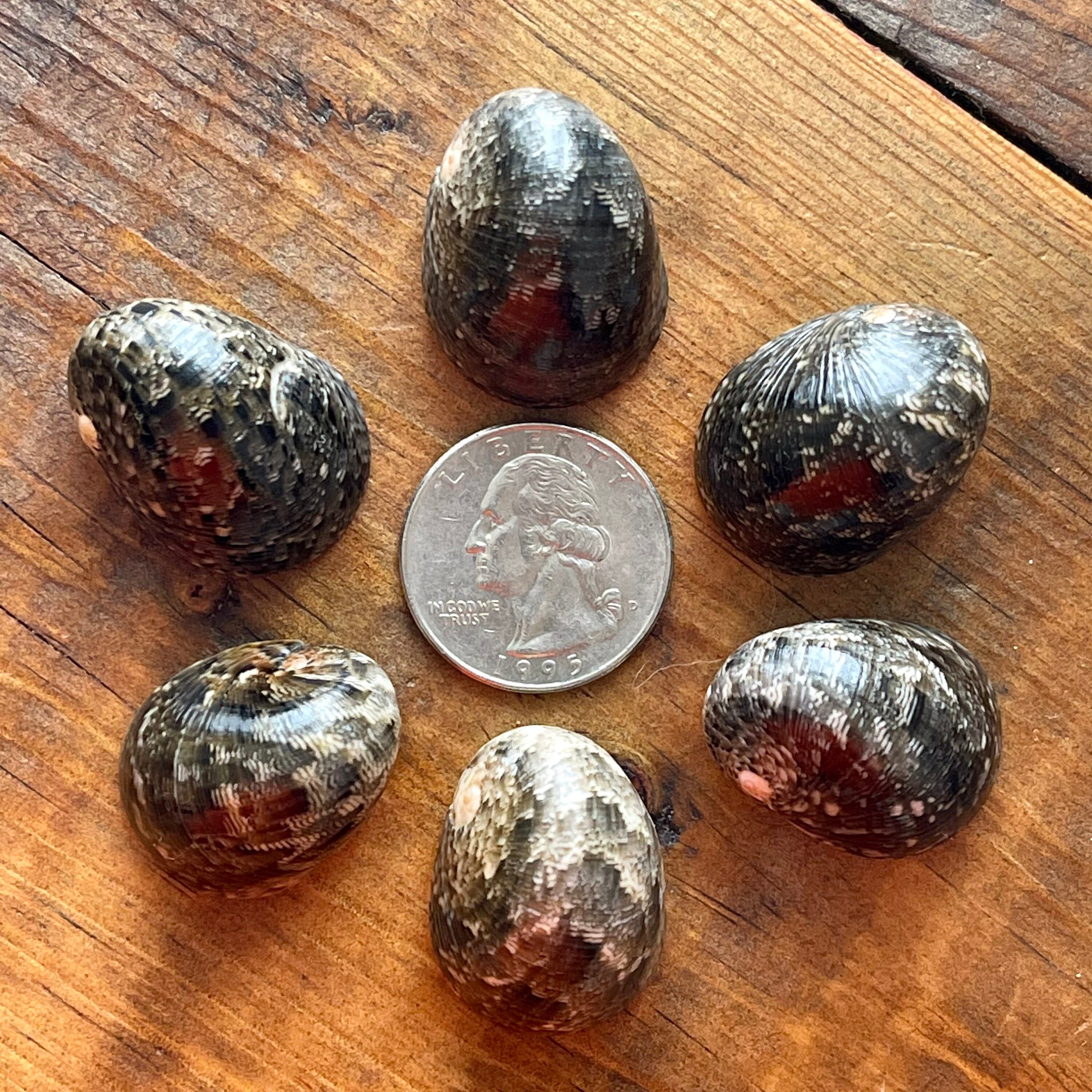 Kupee Shell Rainbow Kupee Lot Hawaii Shells Hula Protection | Etsy