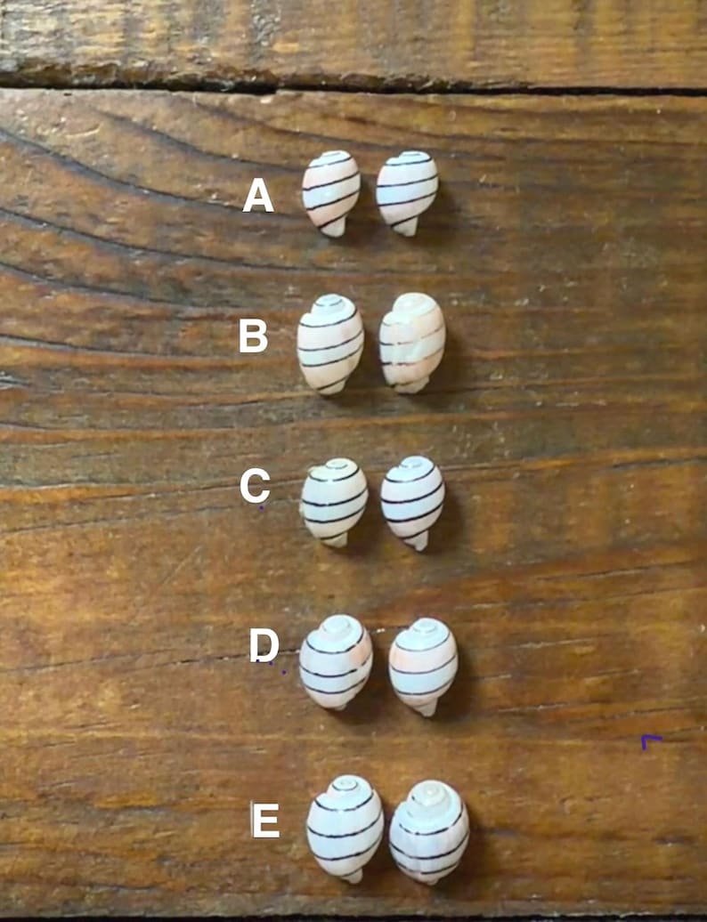 Hawaii Bubble Shell Pairs | Swollen Bubble Shells - Set of 2 | Hawaii ...