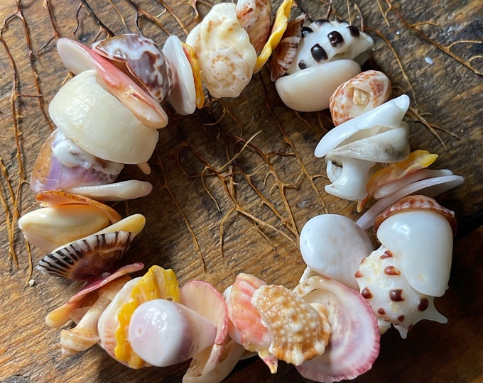 Hawaii Shells Stretch Bracelet | Hawaiian Sunrise Shell, Shell ...