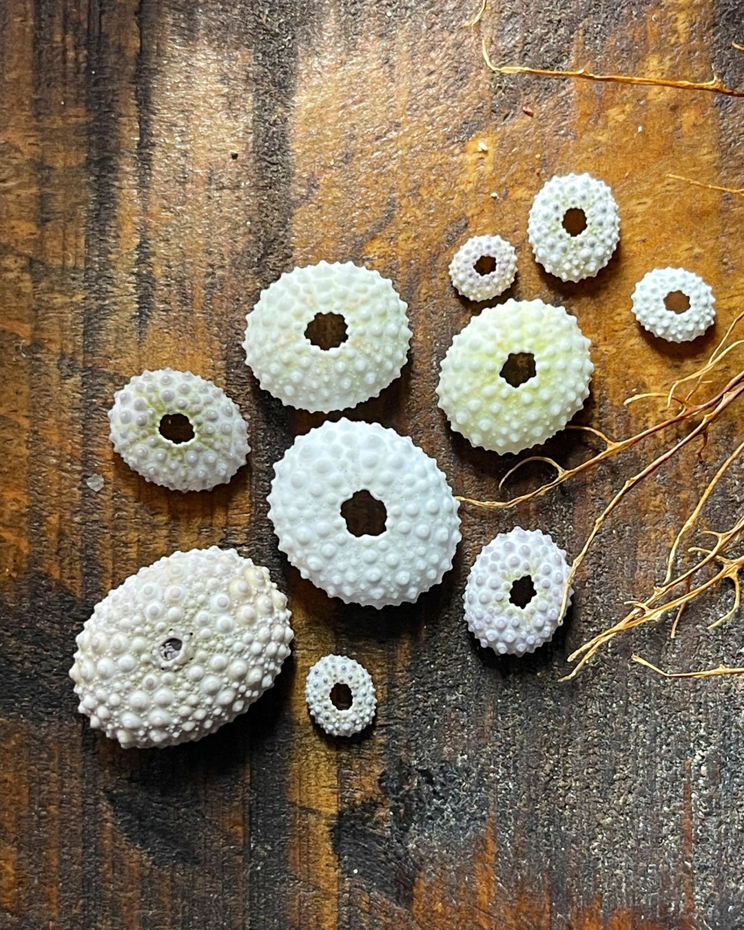 Small Hawaiian Sea Urchin Shells | Rare Hawaii Urchin Shells #110 - Etsy