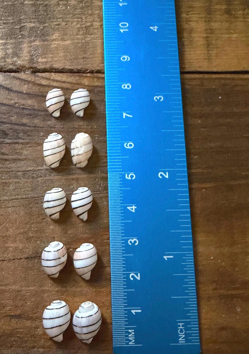 Hawaii Bubble Shell Pairs | Swollen Bubble Shells - Set of 2 | Hawaii ...