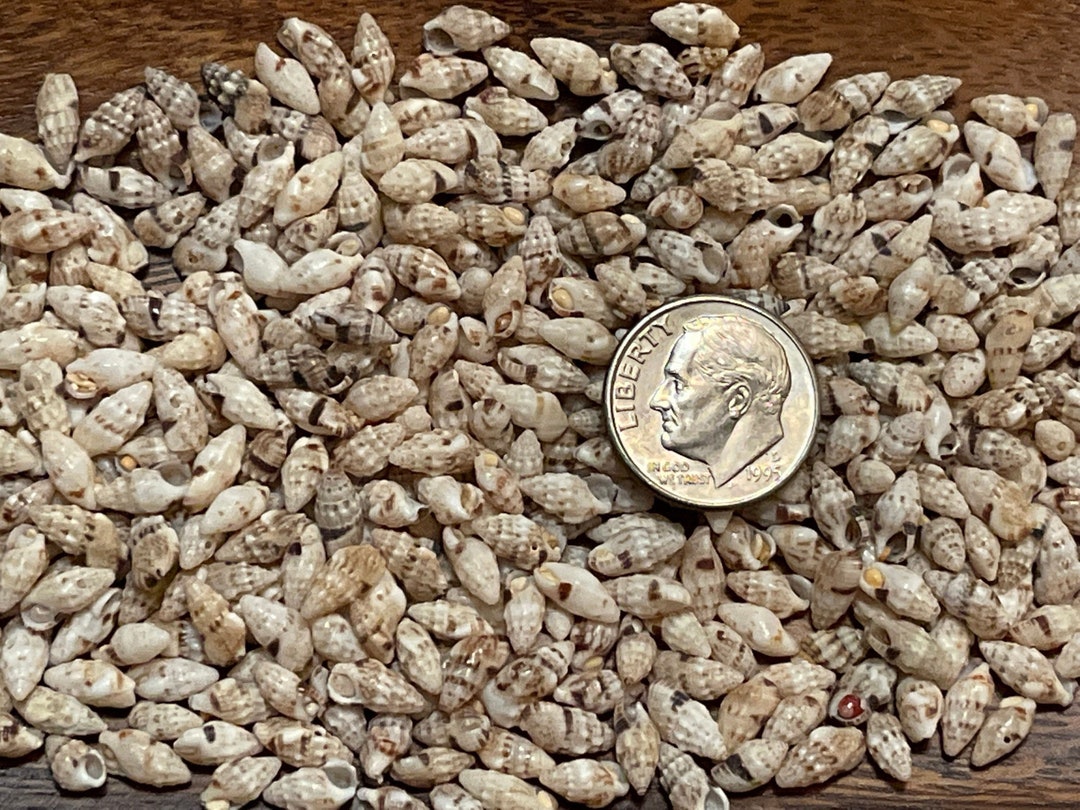 Niihau Shell Pa'alima, Niihau Shell Supply for Niihau Shell Lei 188 - Etsy