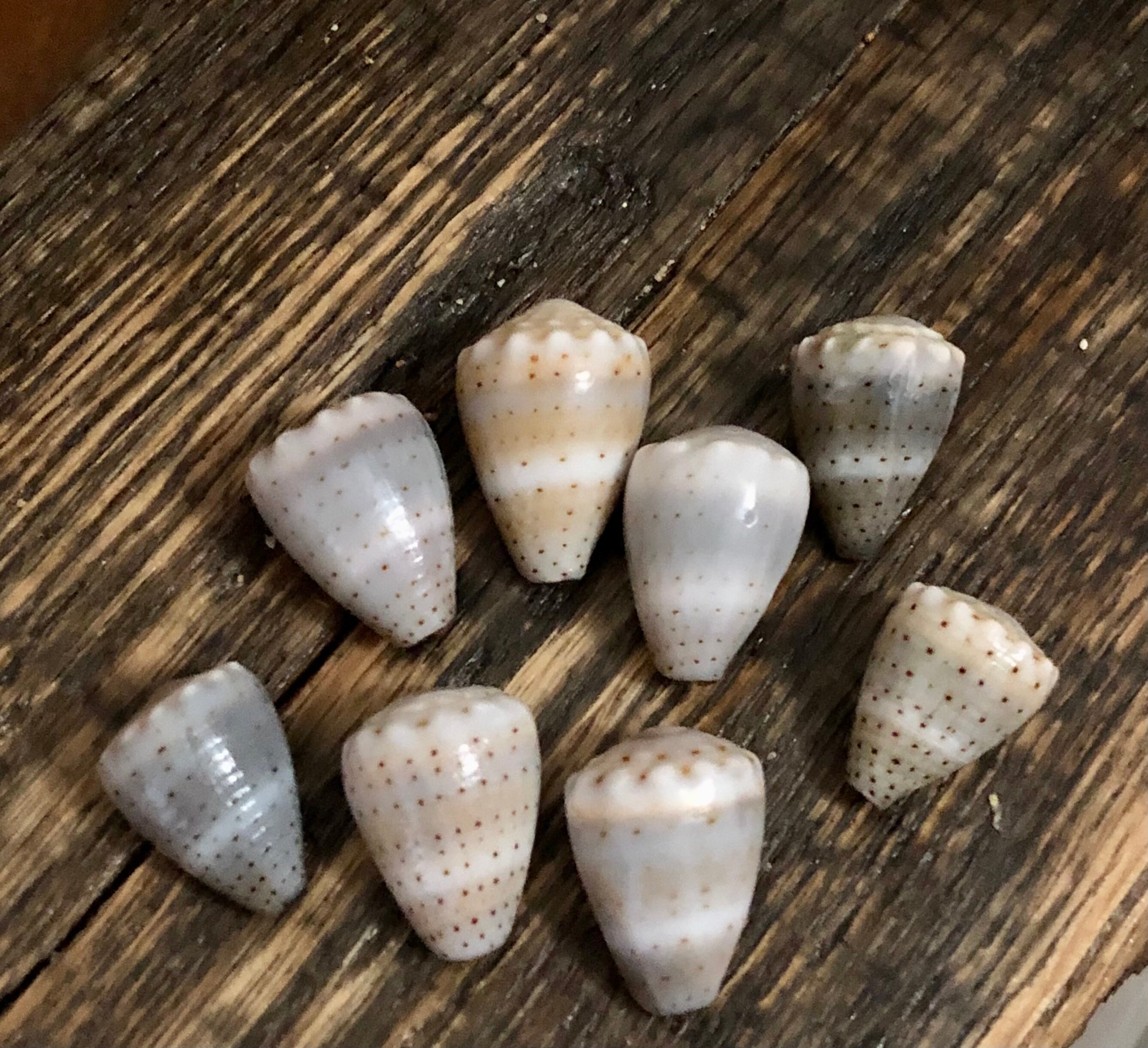 Rare Hawaii Endemic Cone Shells Mix Abbreviated Cone Shell | Etsy