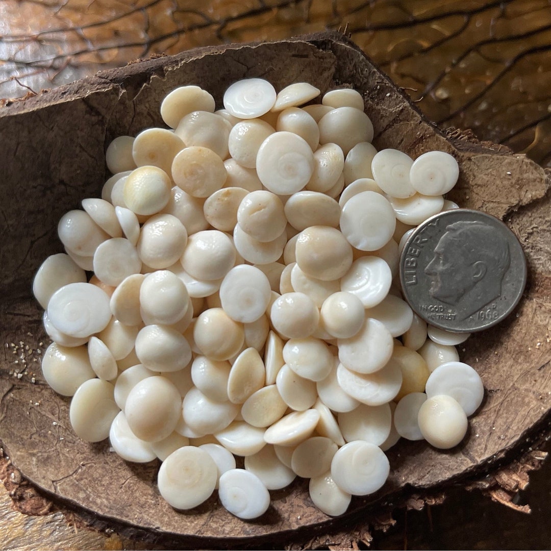 Small Shiva Eye Shells Bulk Lot (200 PCS) | Cat’s Eye Seashells ...