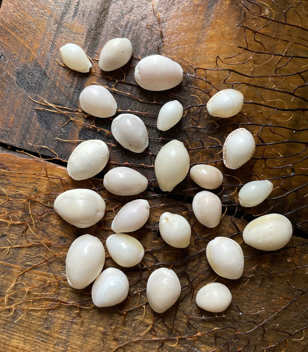 24 PC White Cowrie Shell Mix Hawaiian Cowries Lot Hawaii - Etsy