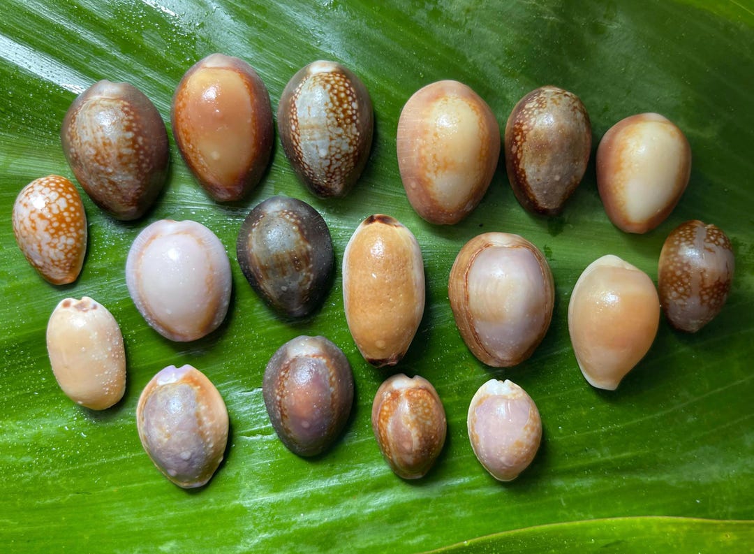 Hawaii Cowries for Bangles, Charms and Focal Beads #161 - Etsy