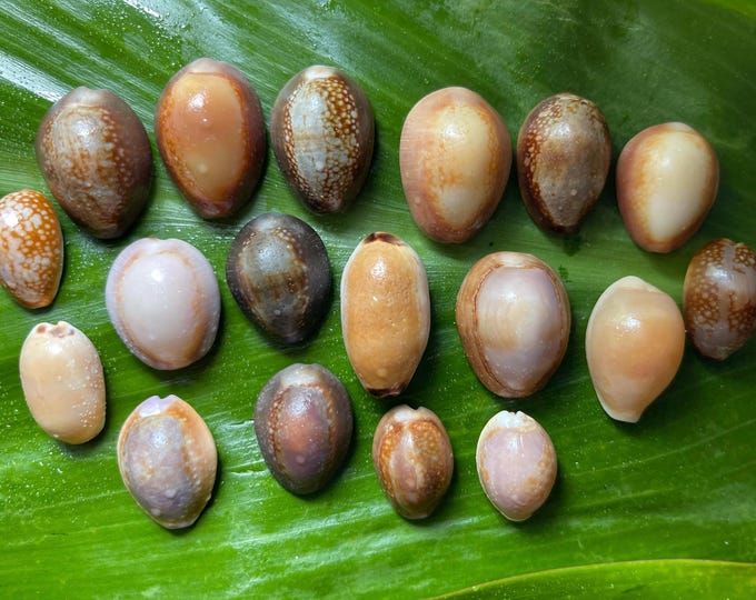 Tiny False Opihi Limpet Lot 8 Mm - 10 Mm | Hawaii Micro Shell Star ...