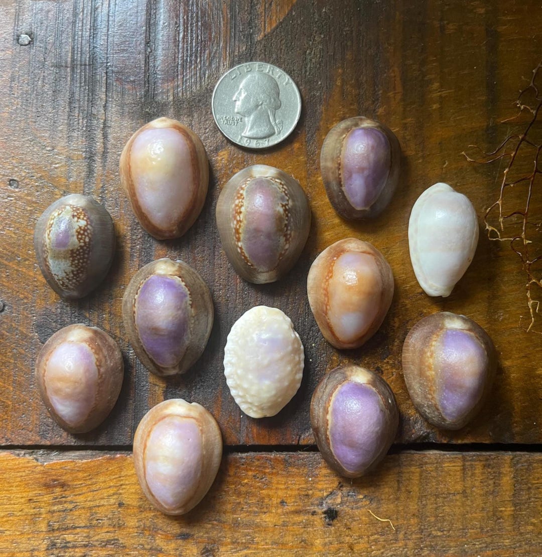 Hawaii Cowries Mix | Surf Tumbled Hawaiian Cowries | Hawaiian Shells ...