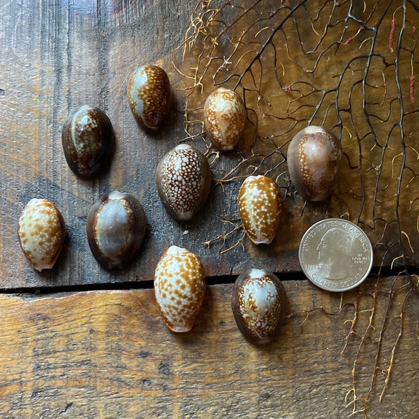 Purple Cowrie - Etsy