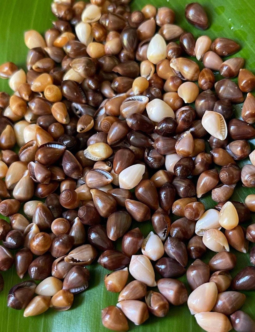 275 PC Gold, Caramel Poleho Shells large Poleho Coffee Bean Shells for ...