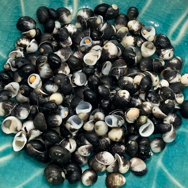 Kahelelani Shells - Etsy