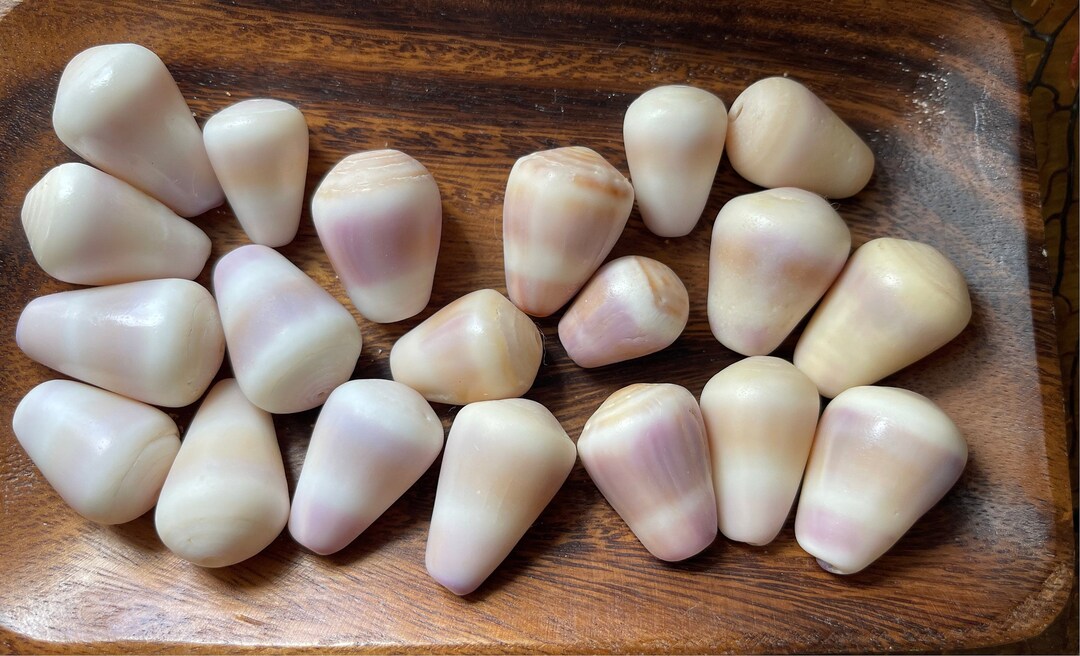Purple Cone Shells Lot | Hawaii Cone Shells | Bangle Cone Shells Mix ...