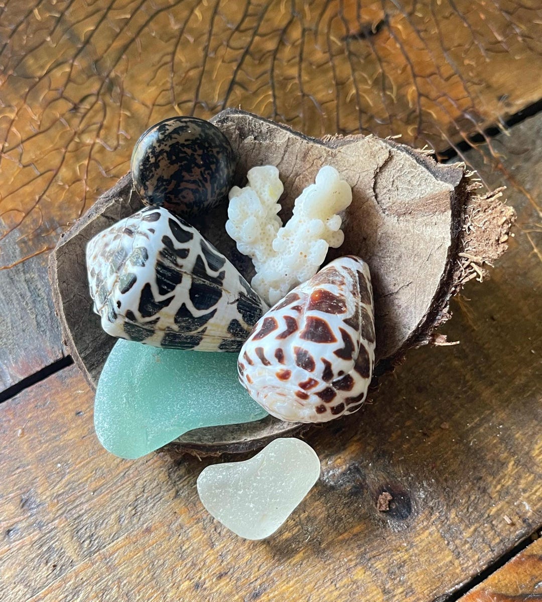 Hebrew Cone Shells, Chunky Sea Glass Bowl Filler| Hawaiian Seashells ...