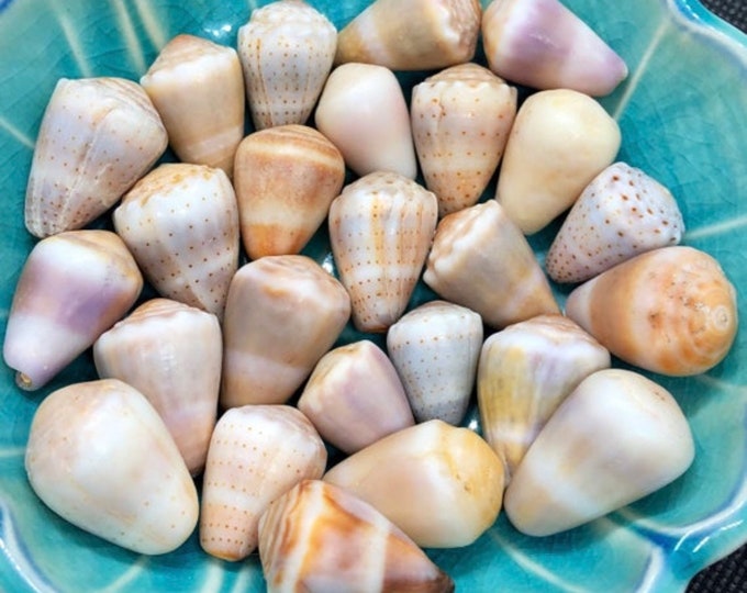 Cinnamon Bun Puka Shells Mix, Hawaii Puka Shells, REAL Surf Tumbled ...