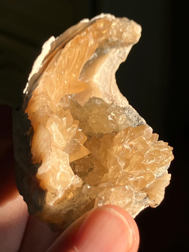 Rucks Pit Calcite Clam | Florida - Etsy