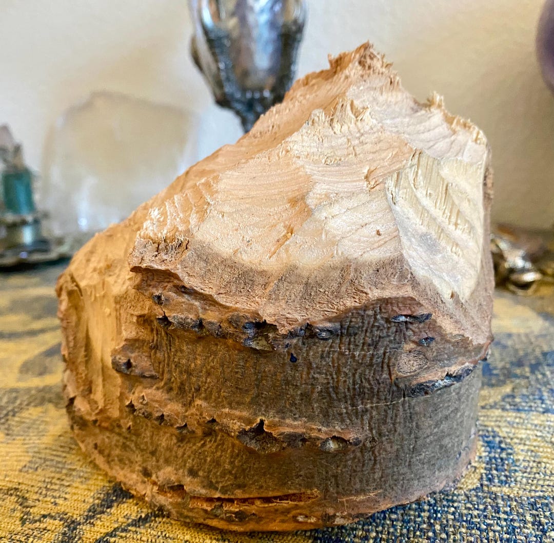 Beaver Chewed Tree Stump - Etsy