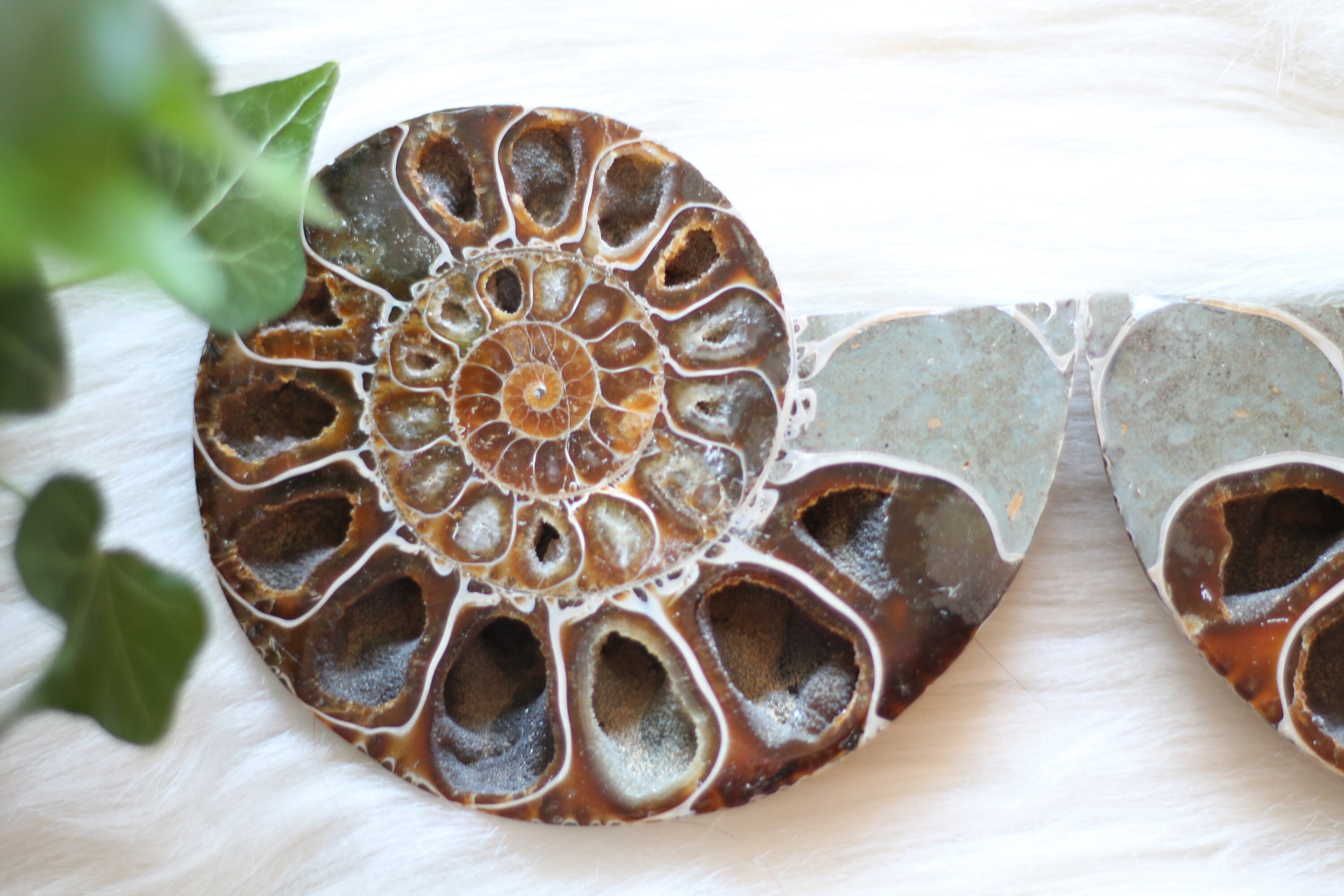 Ammonite Fossil Pair, Spiritual Gift, Raw Stone, Pagan Gifts for Her ...