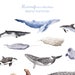 Marine Mammals Water Animals, Whales Art Print Poster - Mammifères ...