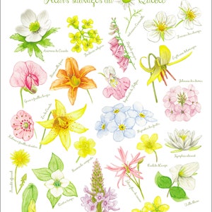 Quebec Wild Flowers Art Print / ABC Poster / Flowers Print / Spring Art ...