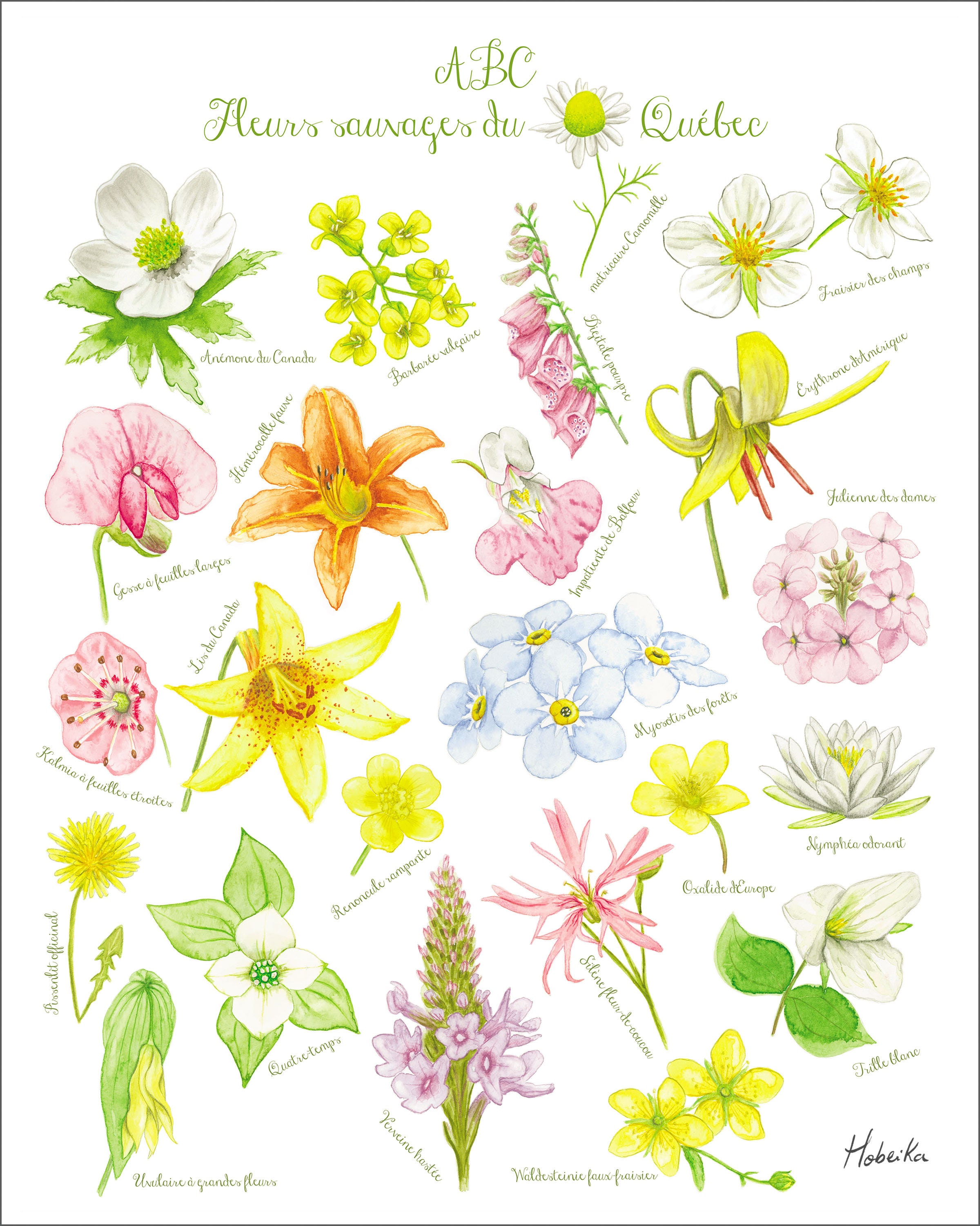Quebec Wild Flowers Art Print / ABC Poster / Flowers Print / Spring Art ...