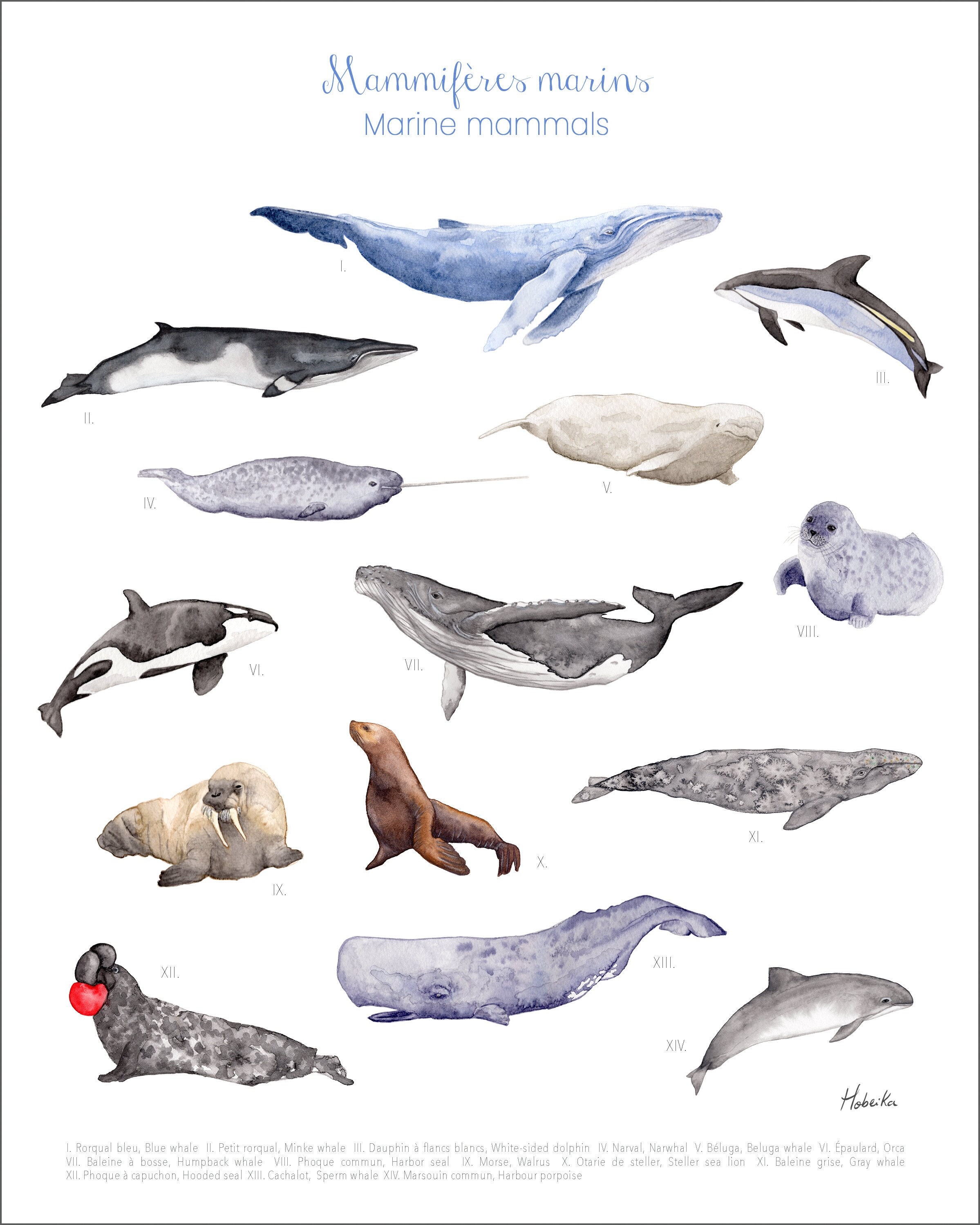 Marine Mammals Water Animals, Whales Art Print Poster - Mammifères ...