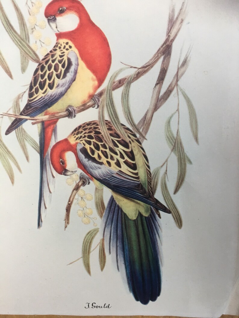 John J Gould Vintage Bird Print/Vintage Braille Slate | Etsy