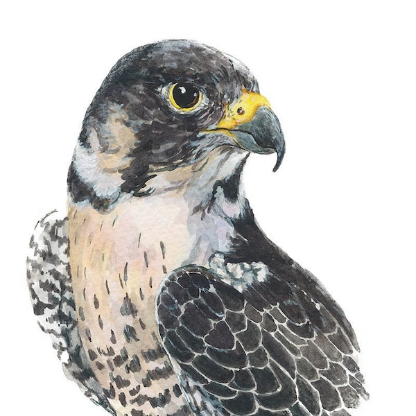 Peregrine Falcon - Etsy