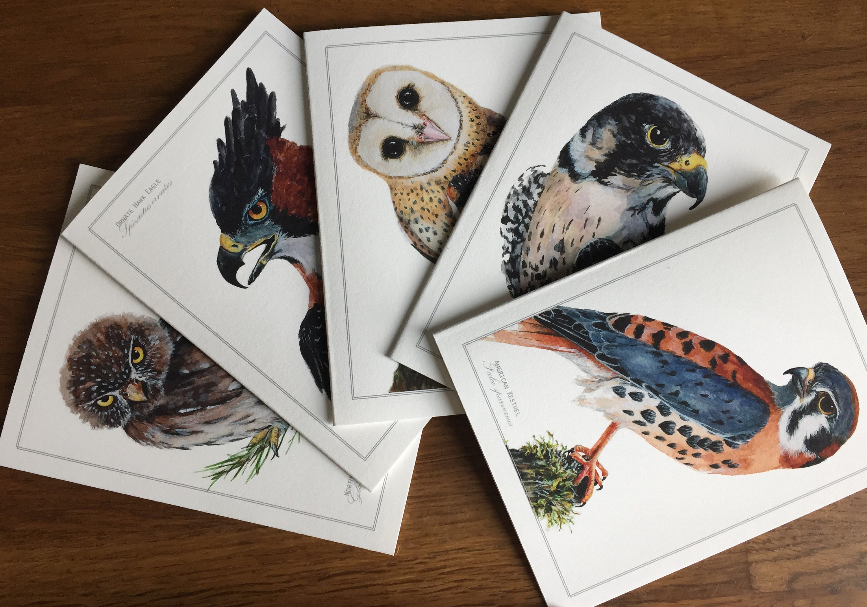 Birds of Prey Greeting Cards peregrine Falcon Owls Kestrel - Etsy