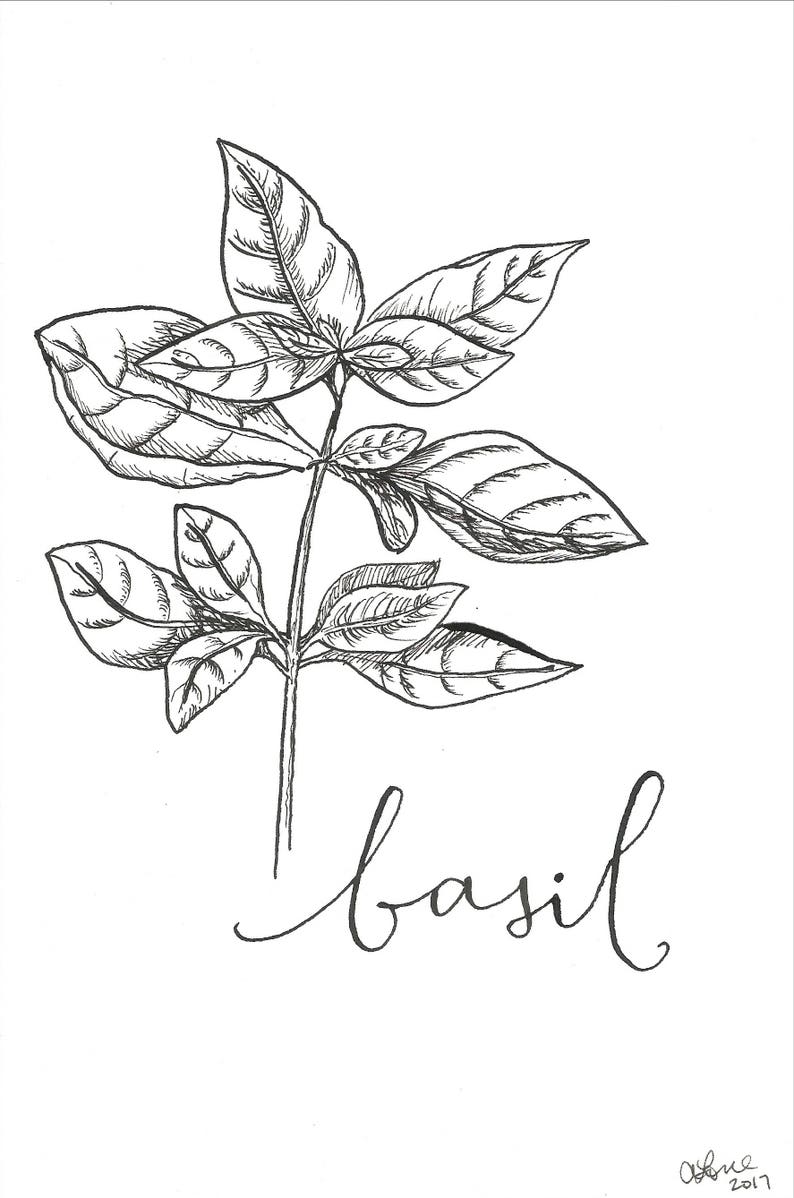 Basil Ink Illustration - Etsy