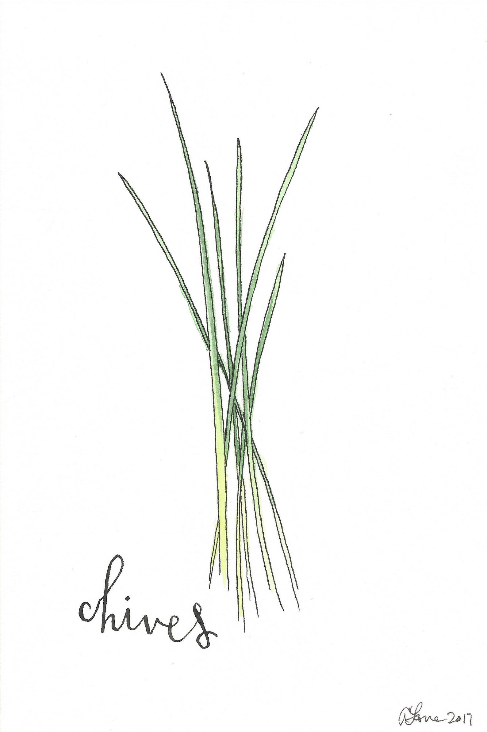Chives Herbs Watercolor - Etsy