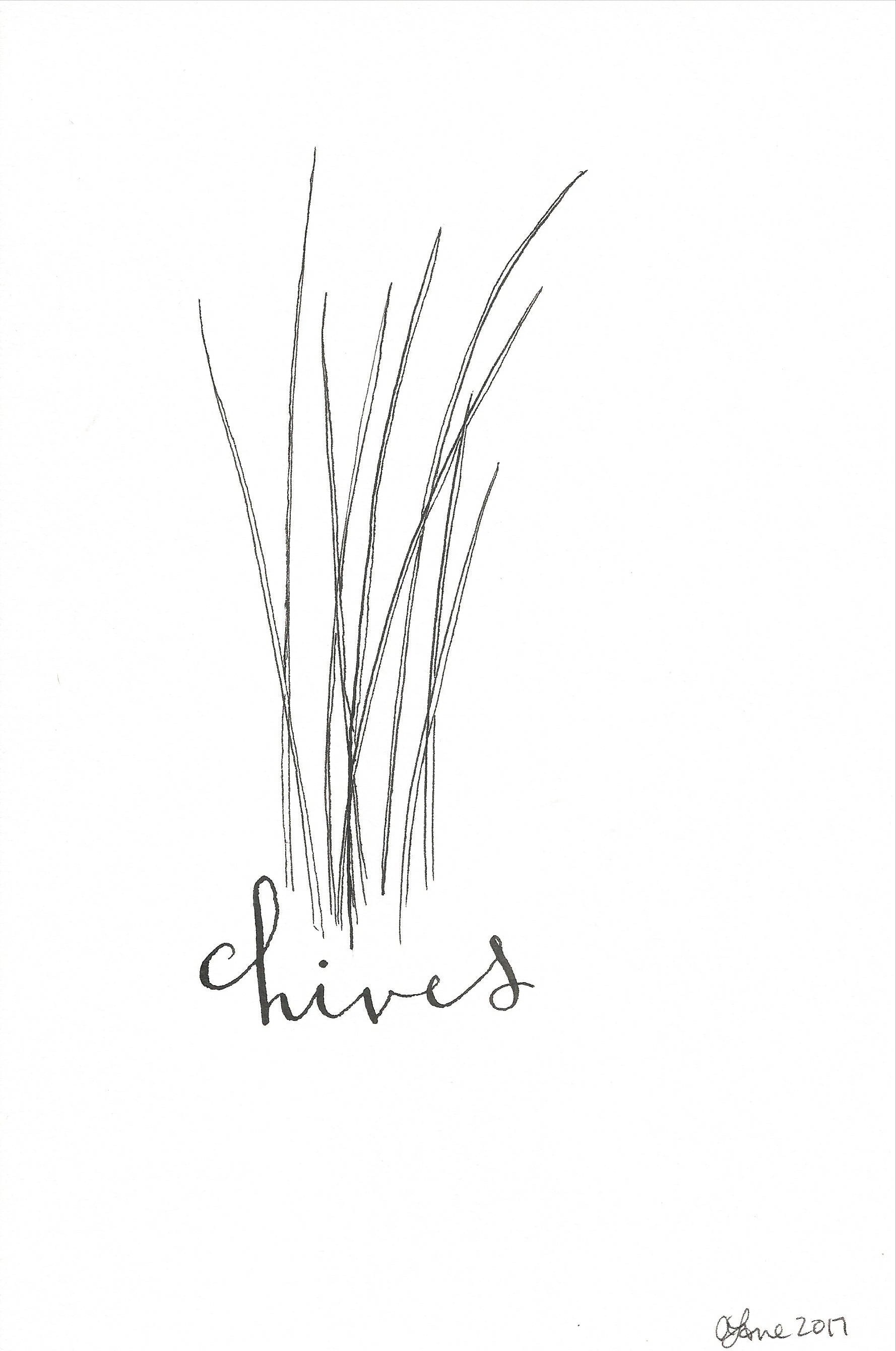 Chives Ink Illustration - Etsy