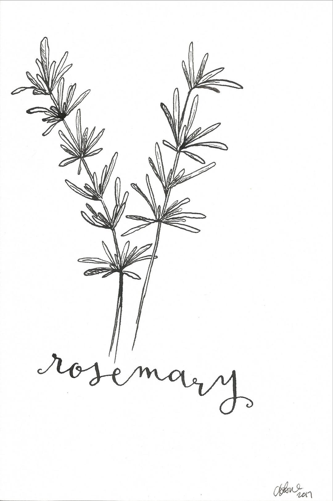 Rosemary Ink Illustration - Etsy