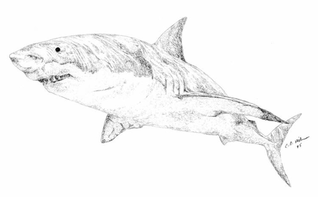 Great White Shark - Etsy