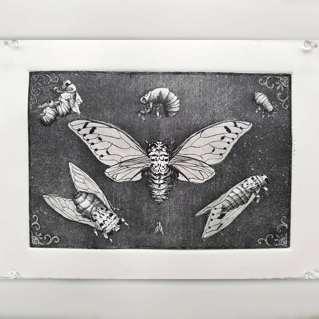 Original Lifecycle of A Cicada Traditional Scientific Illustration ...