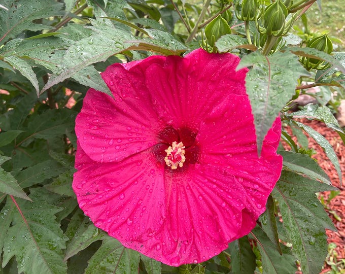 Evening Rose Hibiscus - Etsy