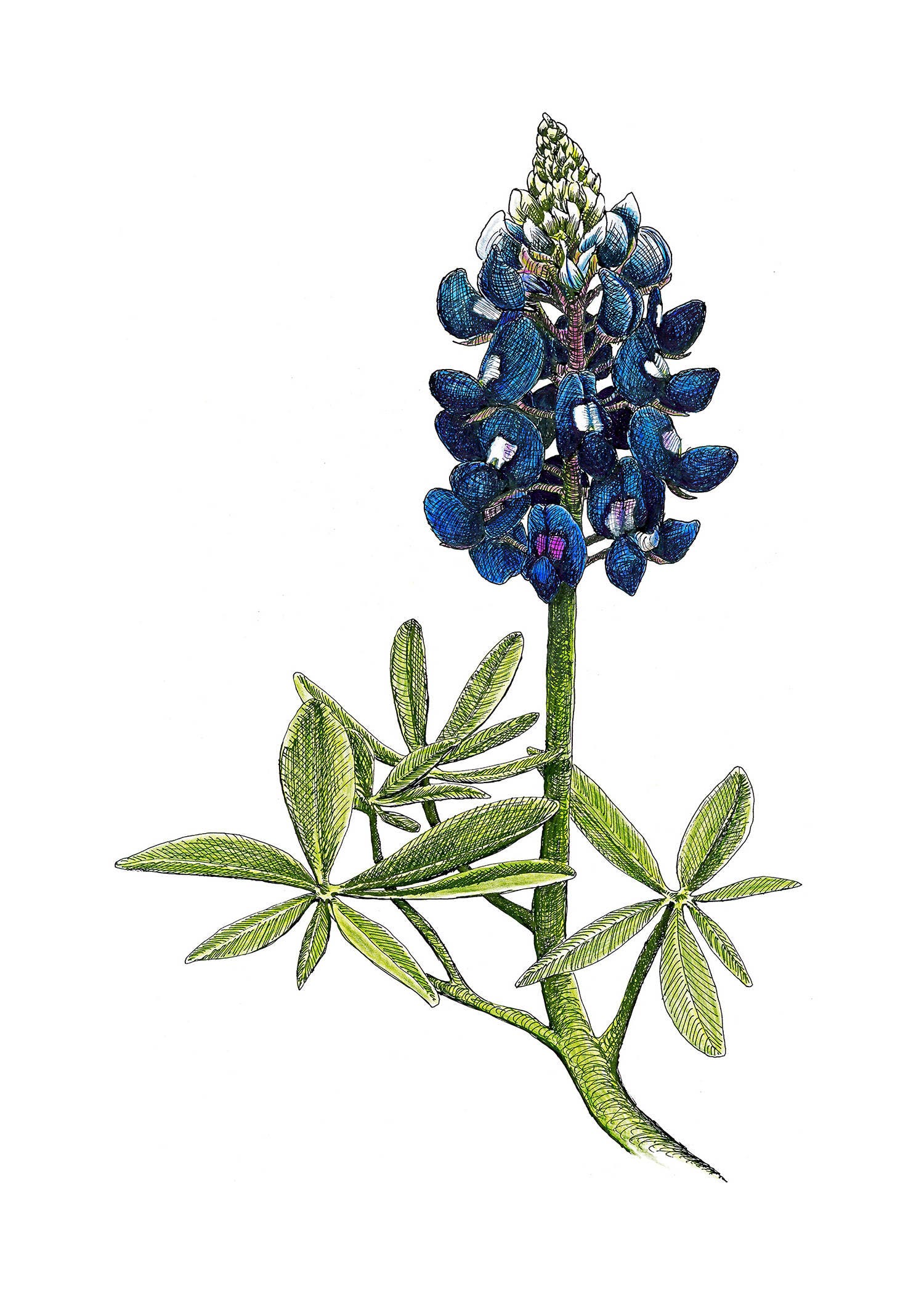 Texas Wildflower Botanical Art Texas bluebonnet botanical | Etsy