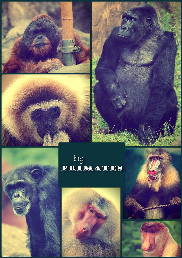 Photo collage Primates art Monkeys print Animals decor Poster | Etsy