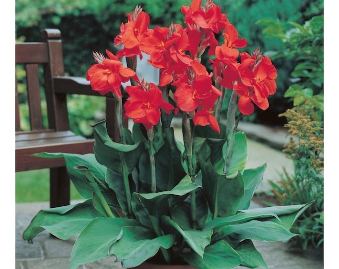Canna Lily Dwarf Variety the President 32-36 Miniature Red Bloom Tall ...