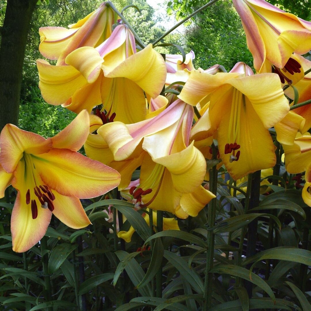 Lily OT Oriental Trumpet Hybrid Lily Rising Moon Lilium Yellow Pink 3 ...