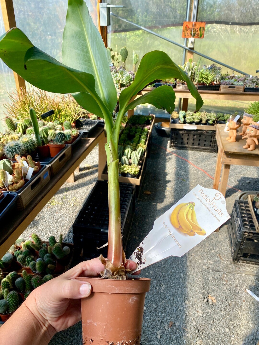 Patio Fruit Banana Plant or Musa Truly Tiny Dwarf Banana Tree 4 Pot ...