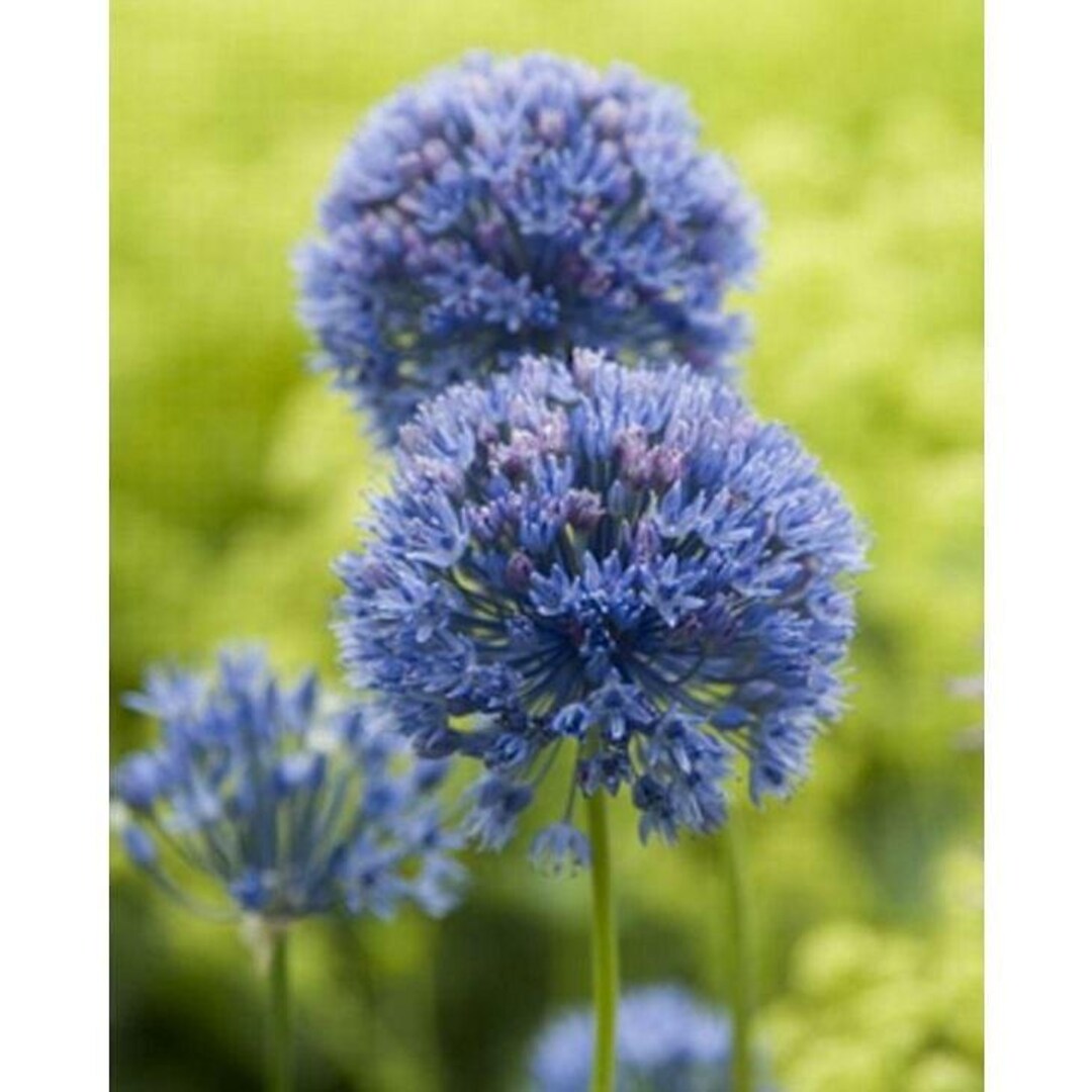Allium Miniature Azureum Caeruleum 10 Bulbs per Order - Etsy
